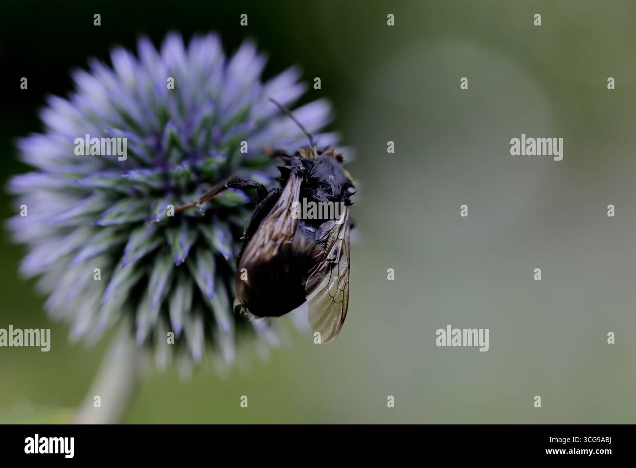 Close look at bee abdomen hi-res stock photography and images - Alamy