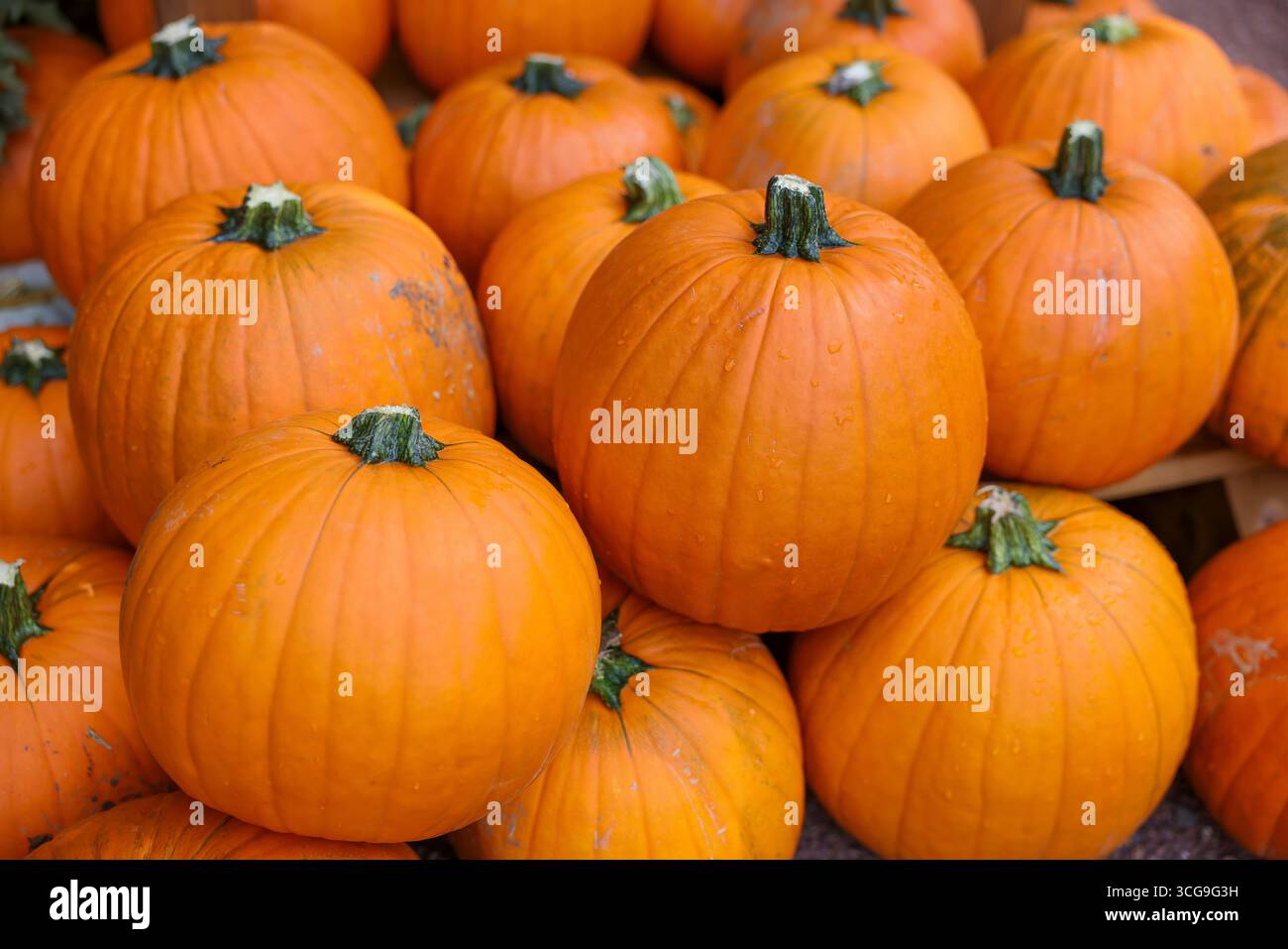 Four large pumpkins lie in hi-res stock photography and images - Alamy