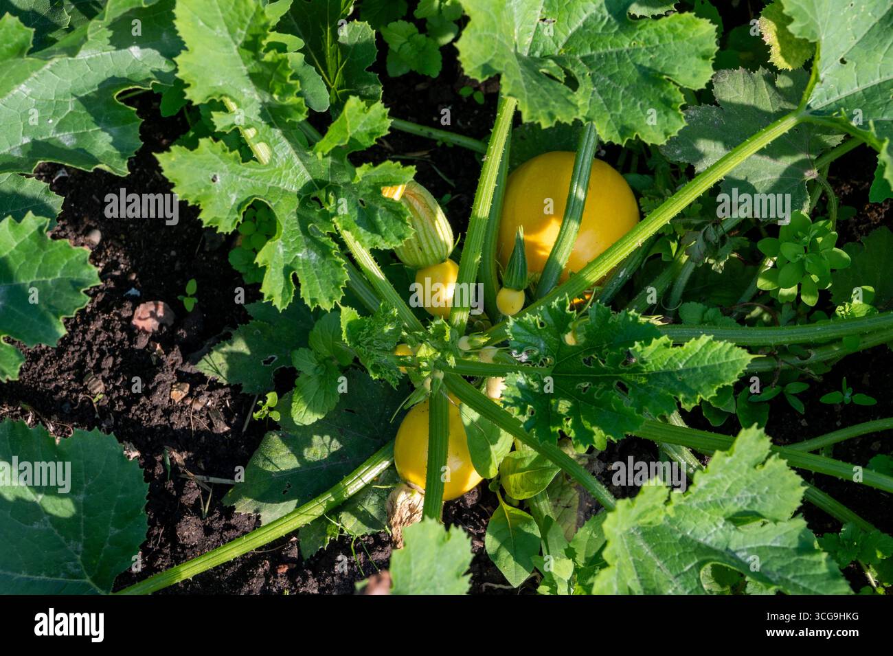 Bright yellow round zucchini or courgettes, 'one ball F1', growing on ...