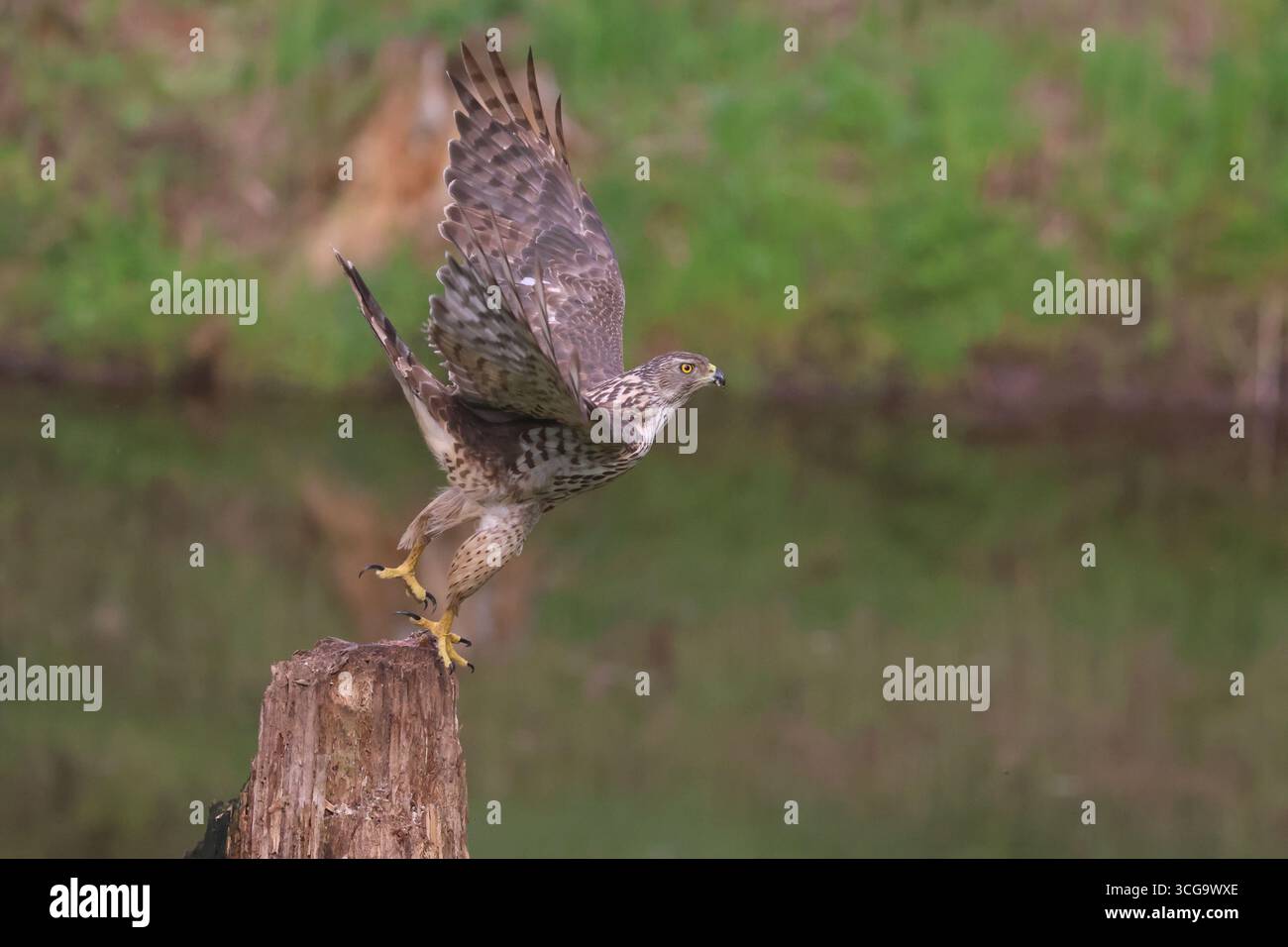Goshawks hunt inside the forest or along its edge hi-res stock ...