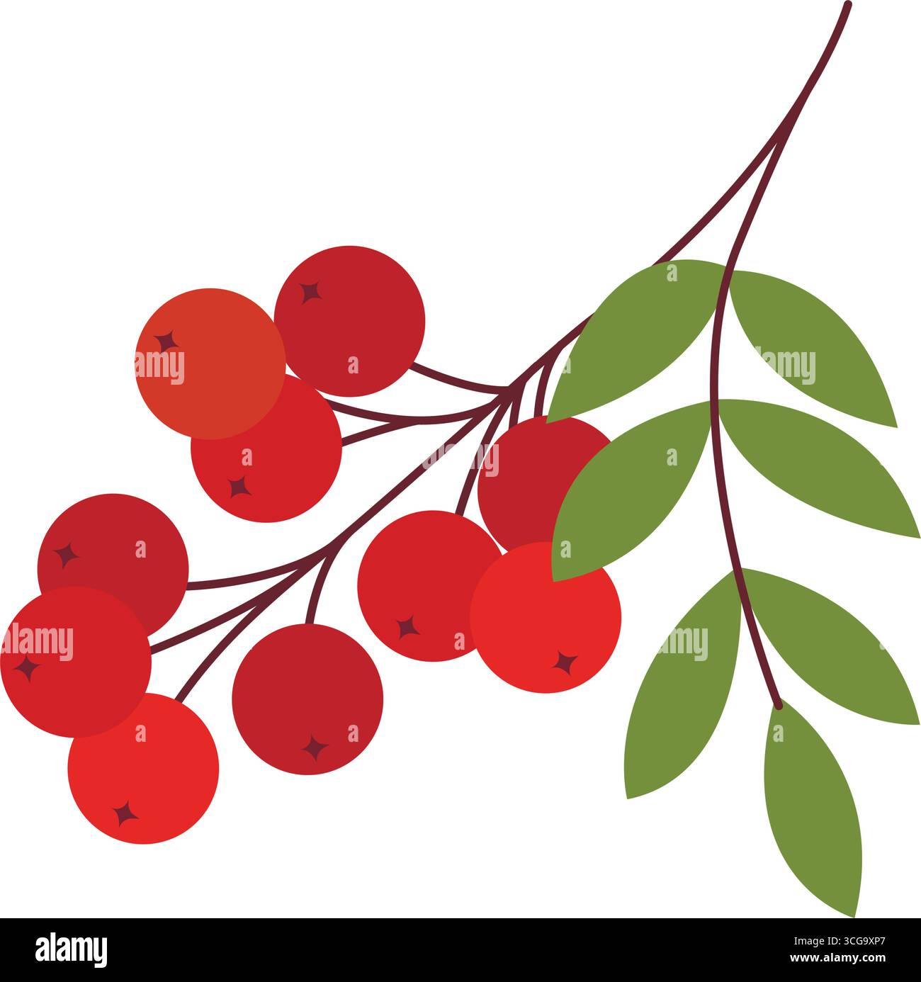 Hand rowan branch autumn Stock Vector Images - Alamy