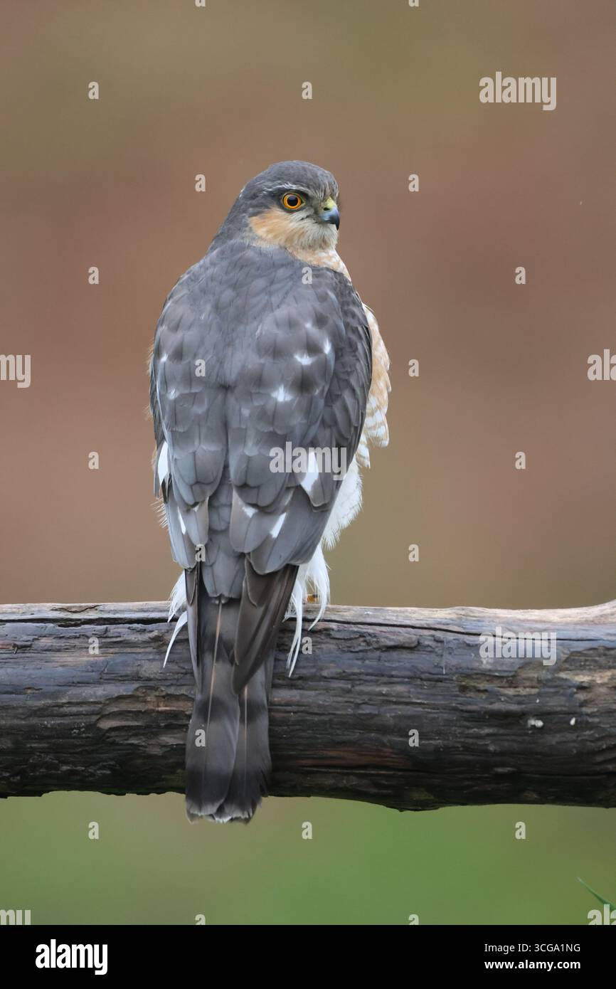 Sparrow hunts hi-res stock photography and images - Alamy