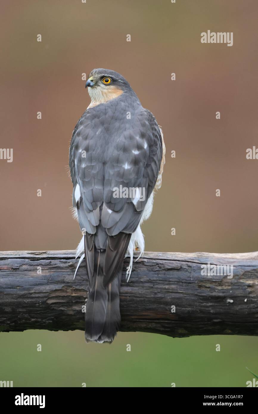Sparrow hawk flying in hi-res stock photography and images - Alamy