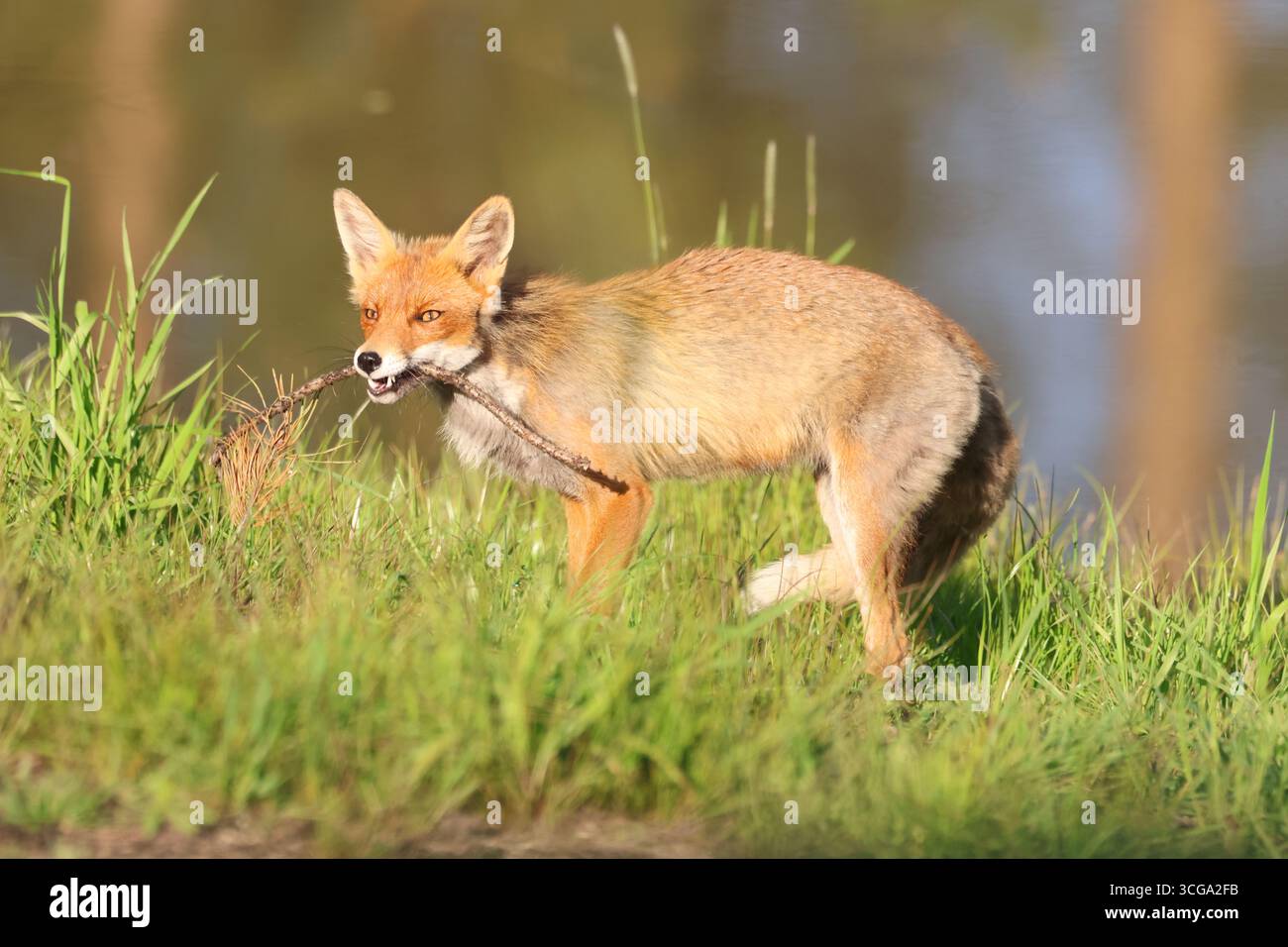 fox with stick in its mouth Stock Photo - Alamy