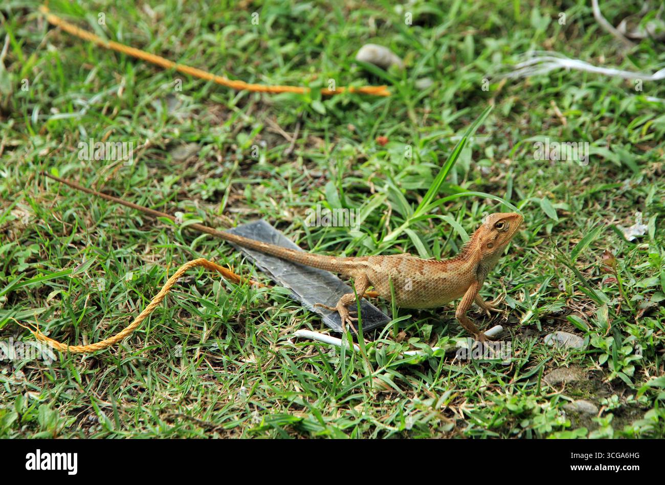 Oriental garden lizard, Pokhara, Nepal Stock Photo - Alamy