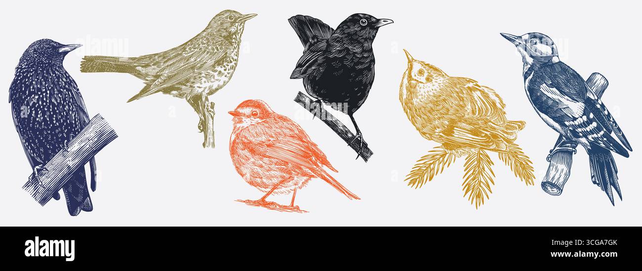 Set of European forest and garden birds. Robin, blackbird, starling ...