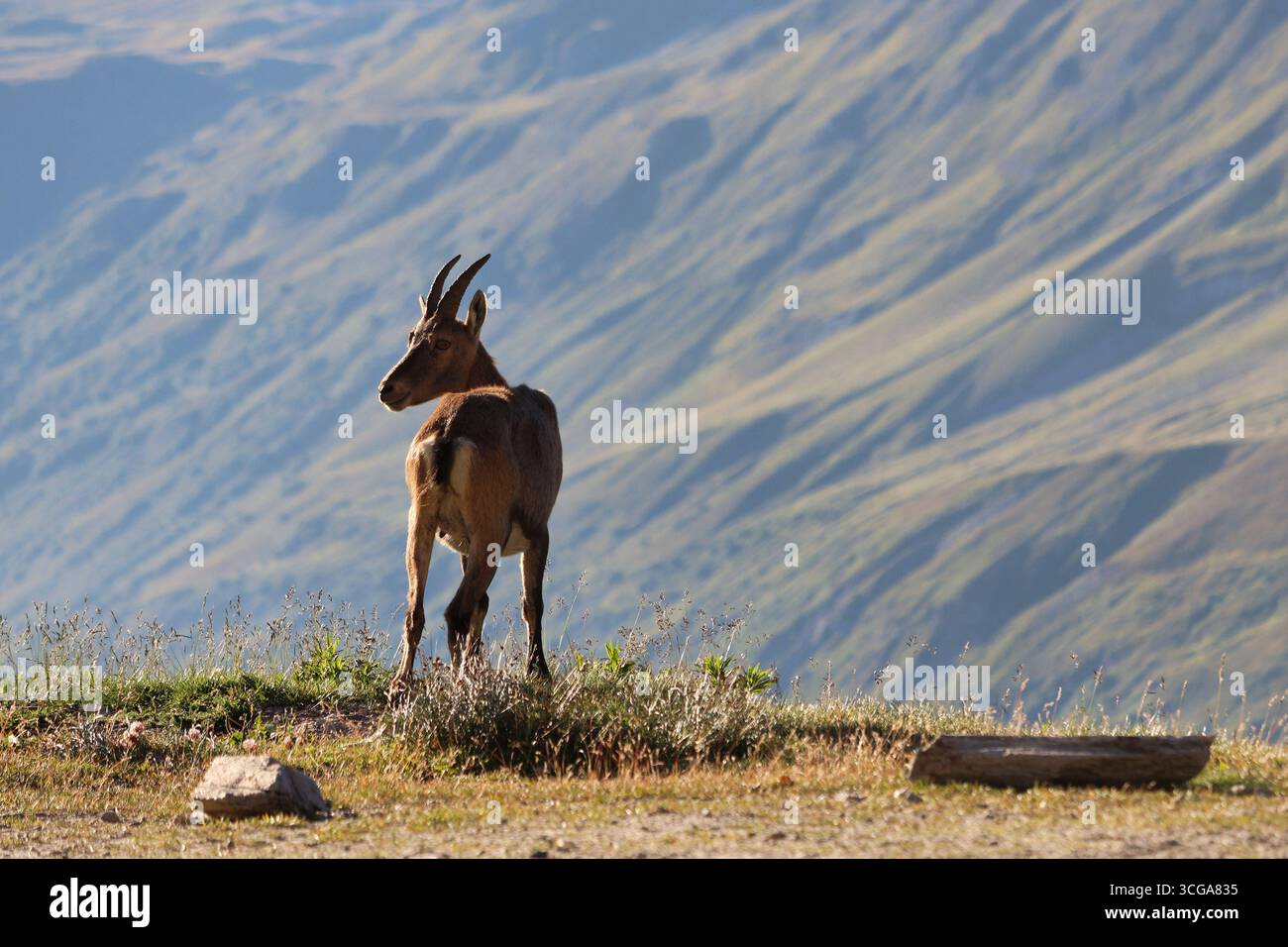 Ein Steingeiß weiblicher Steinbock in den schweizer Alpen, in der Nähe ...