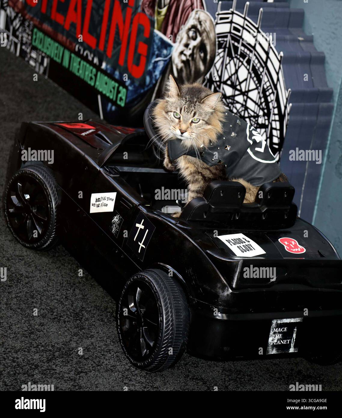 August 26, 2025, New York, New York, USA: TONIC THE CAT seen at the New ...