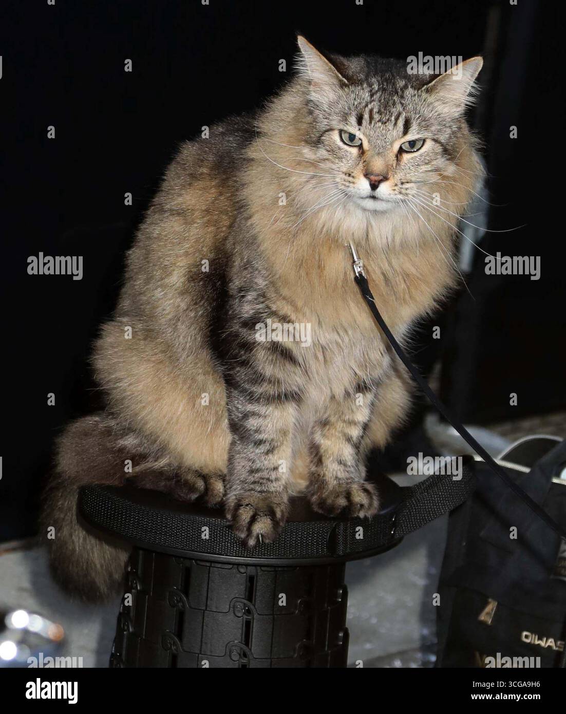 August 26, 2025, New York, New York, USA: TONIC THE CAT seen at the New ...