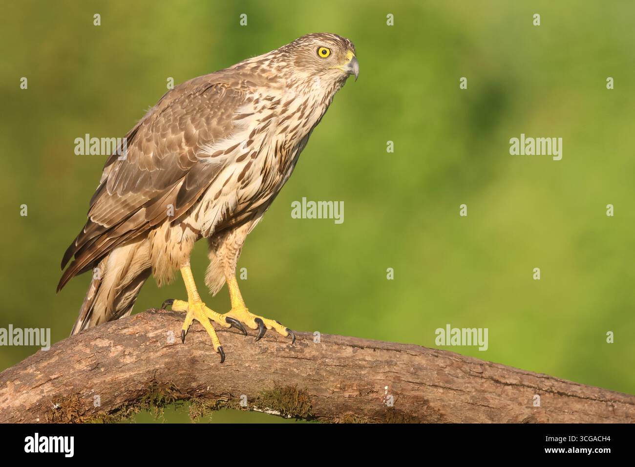 Goshawks hunt inside the forest or along its edge hi-res stock ...
