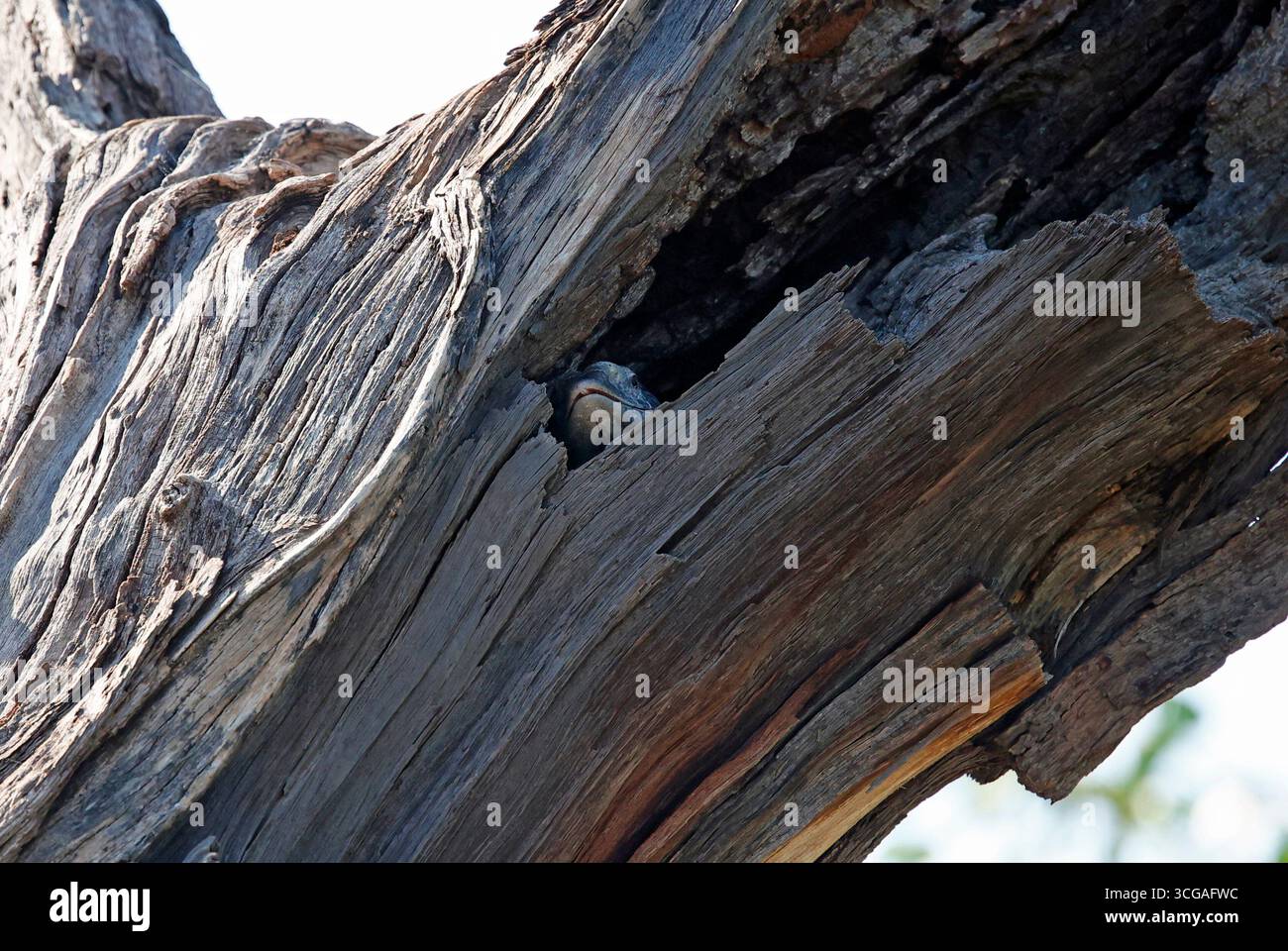 Monitor lizard in a hole in a dead tree Stock Photo - Alamy