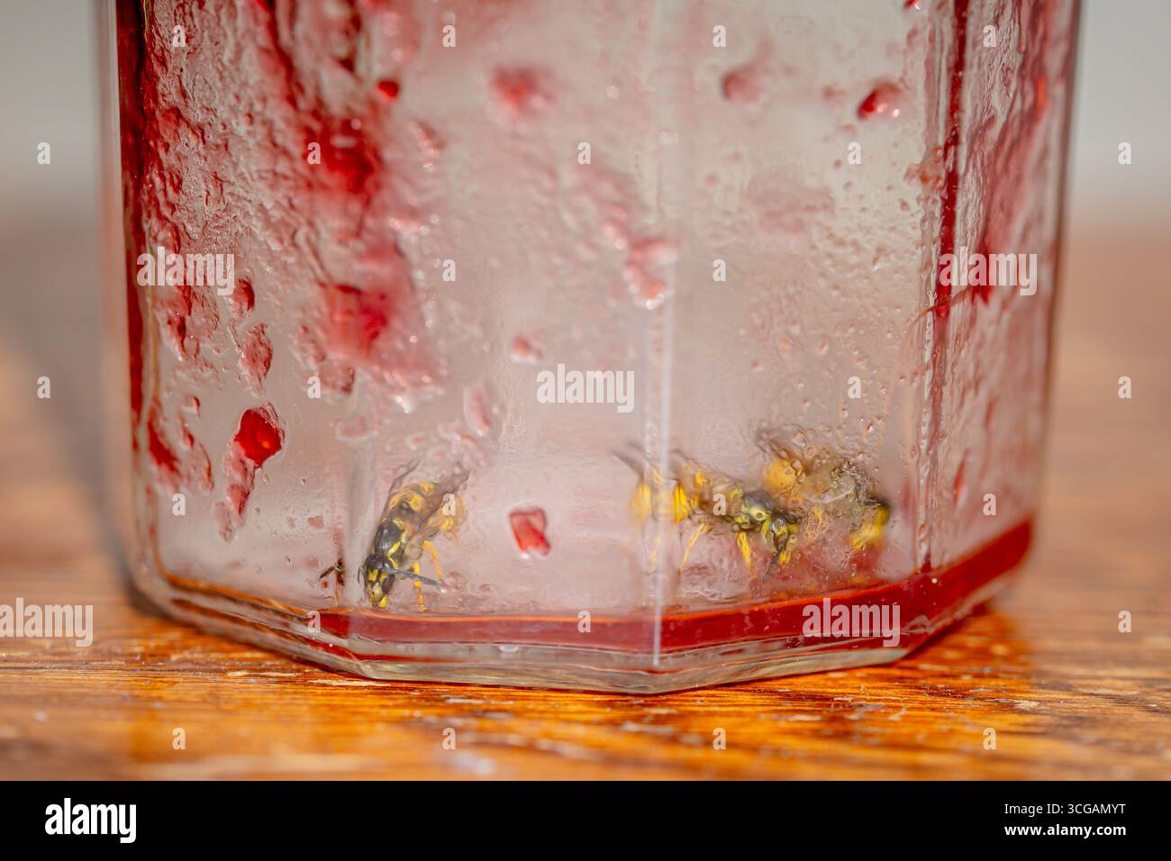 Through the glass of an empty jam jar where European wasps, Vespula ...