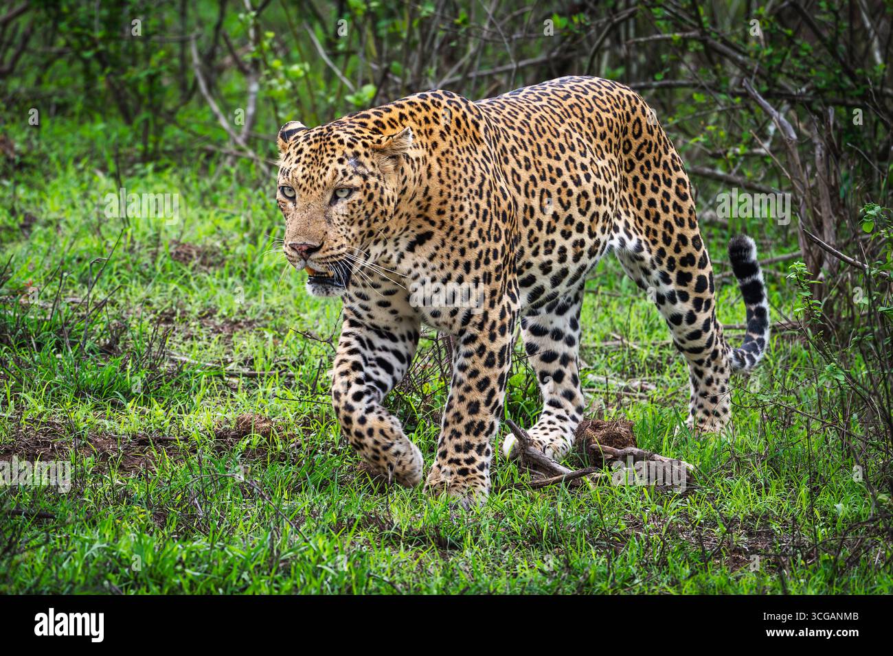 Indian wildlife habitat hi-res stock photography and images - Alamy