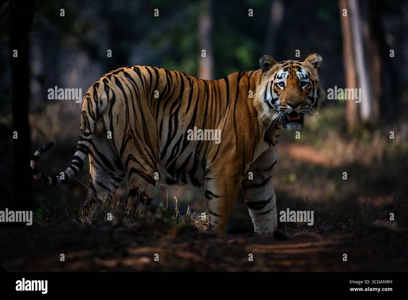 Tiger detailed portrait hi-res stock photography and images - Alamy
