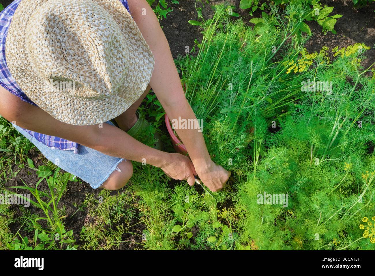 Harvesting fresh greens in sunlit hi-res stock photography and images ...