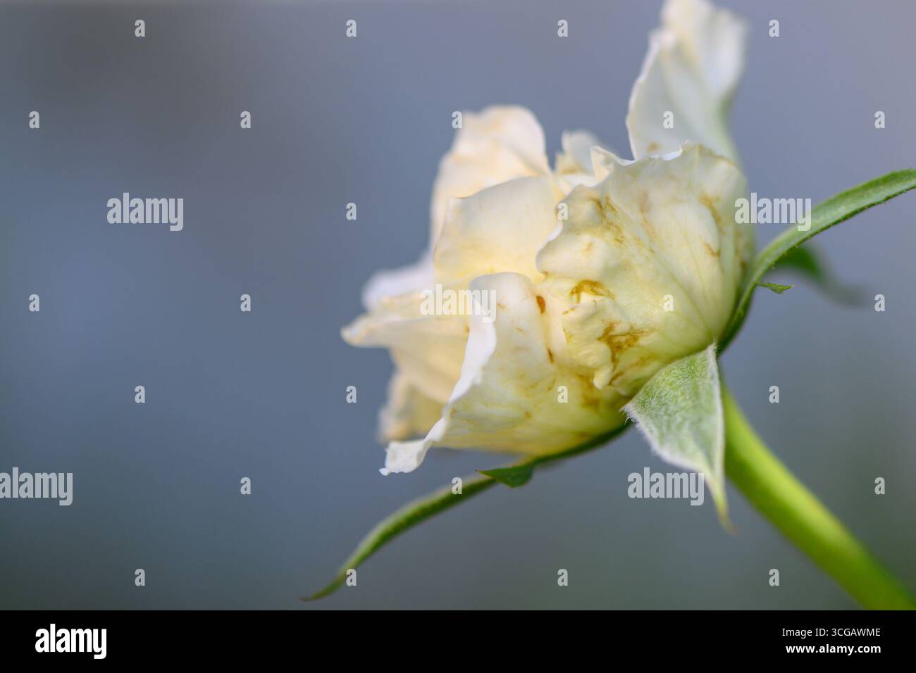 Rose bloom cyprus hi-res stock photography and images - Alamy