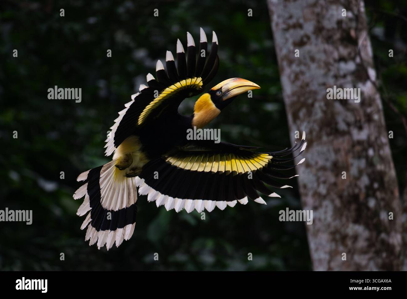 Hornbill eco tourism hi-res stock photography and images - Alamy