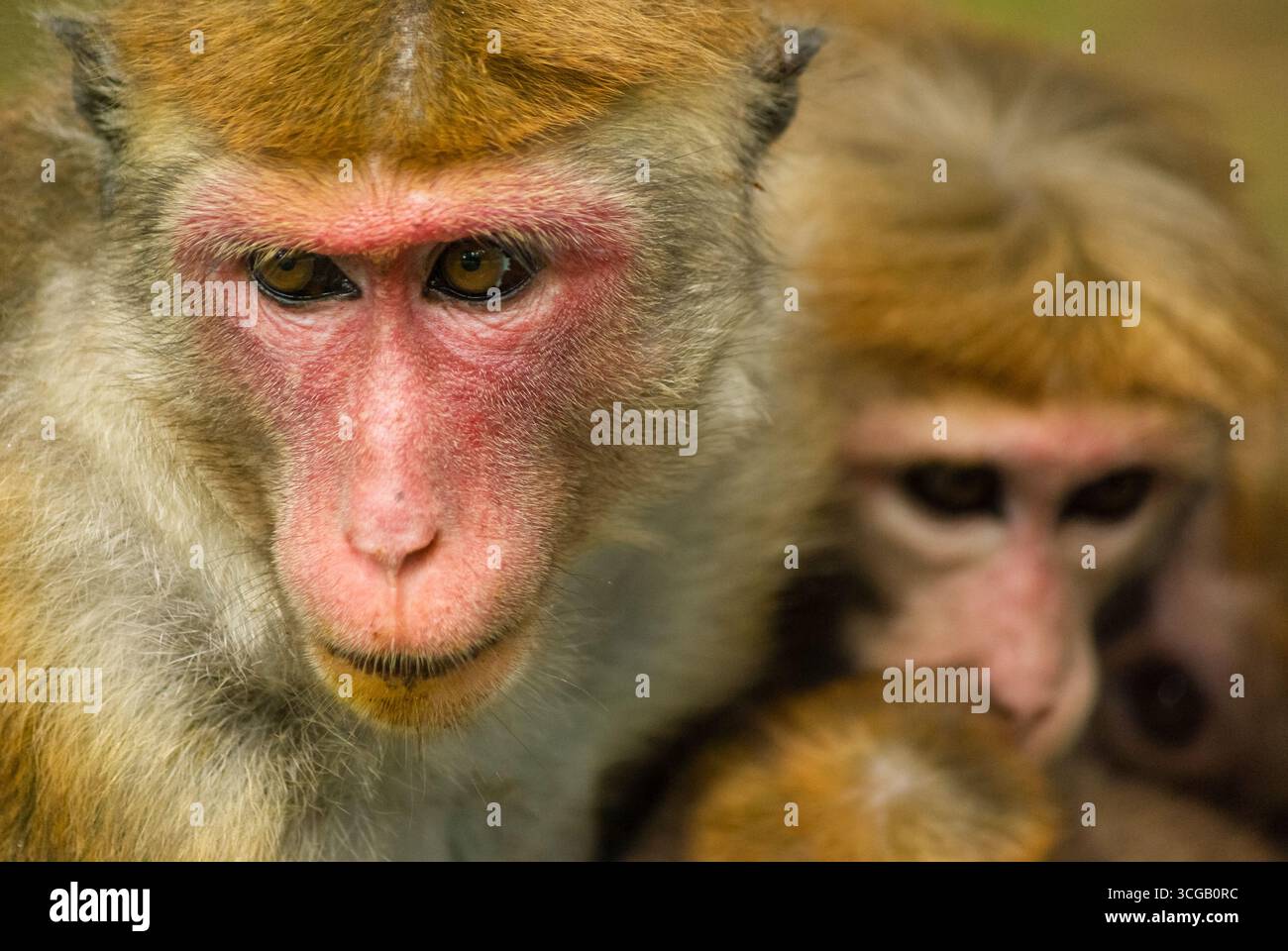 Monkey family two babies hi-res stock photography and images - Alamy