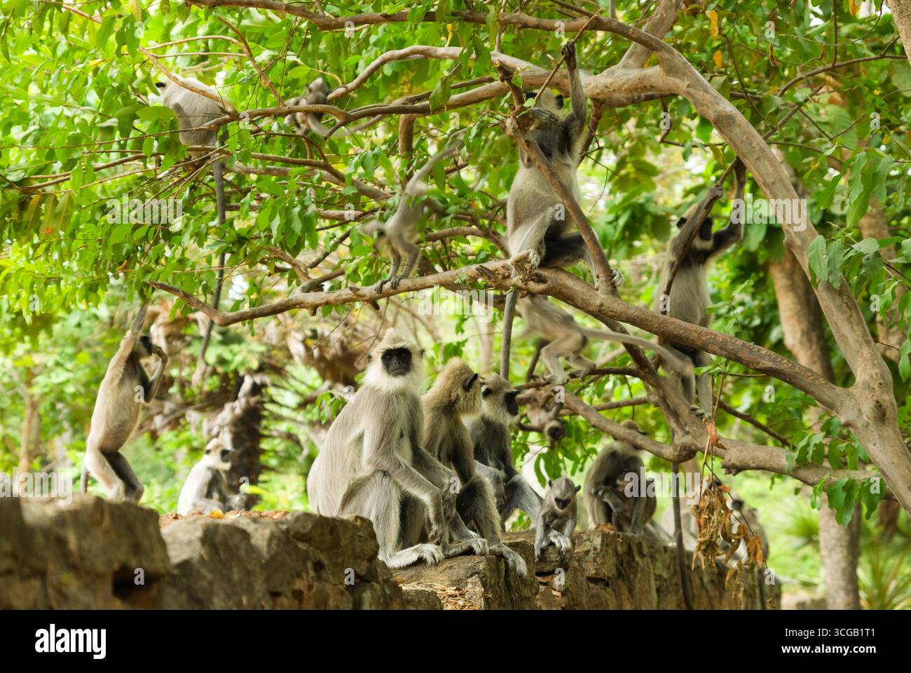 Group of monkeys and babies hi-res stock photography and images - Alamy