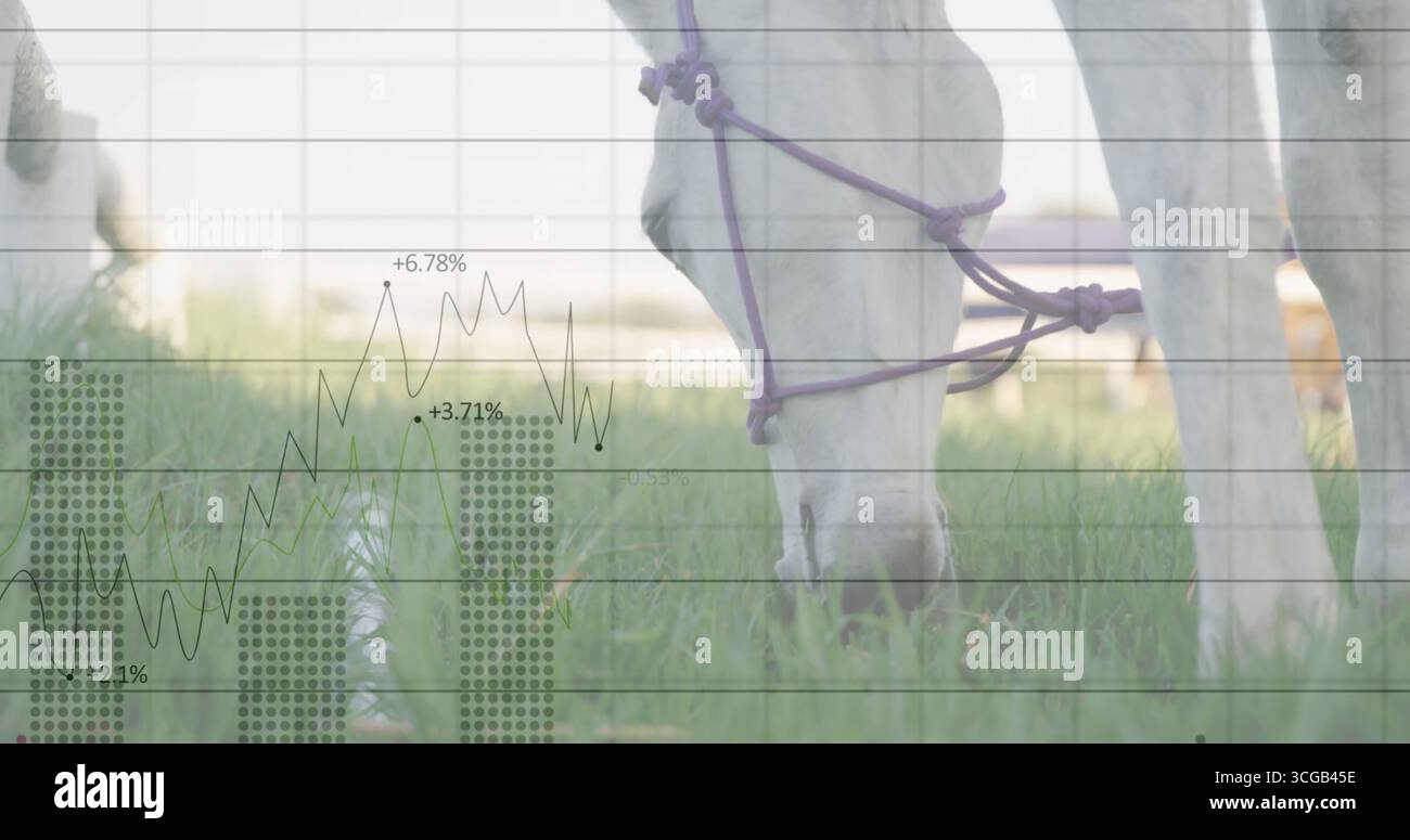 Grazing white horse wearing purple halter in pasture, with translucent ...