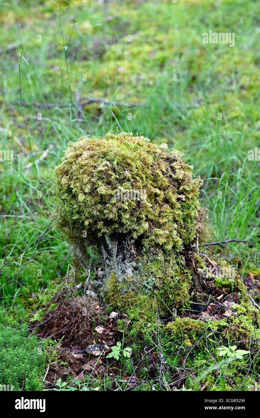 Stair-step Moss growing over an old Birch Tree Stump Bryophytes Stock ...