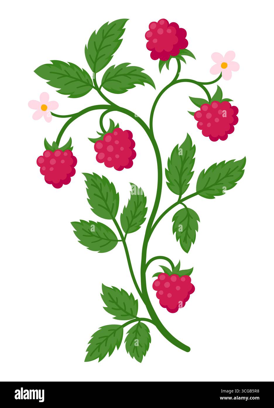Raspberry branch bearing ripe red fruit, green leaves, and delicate ...