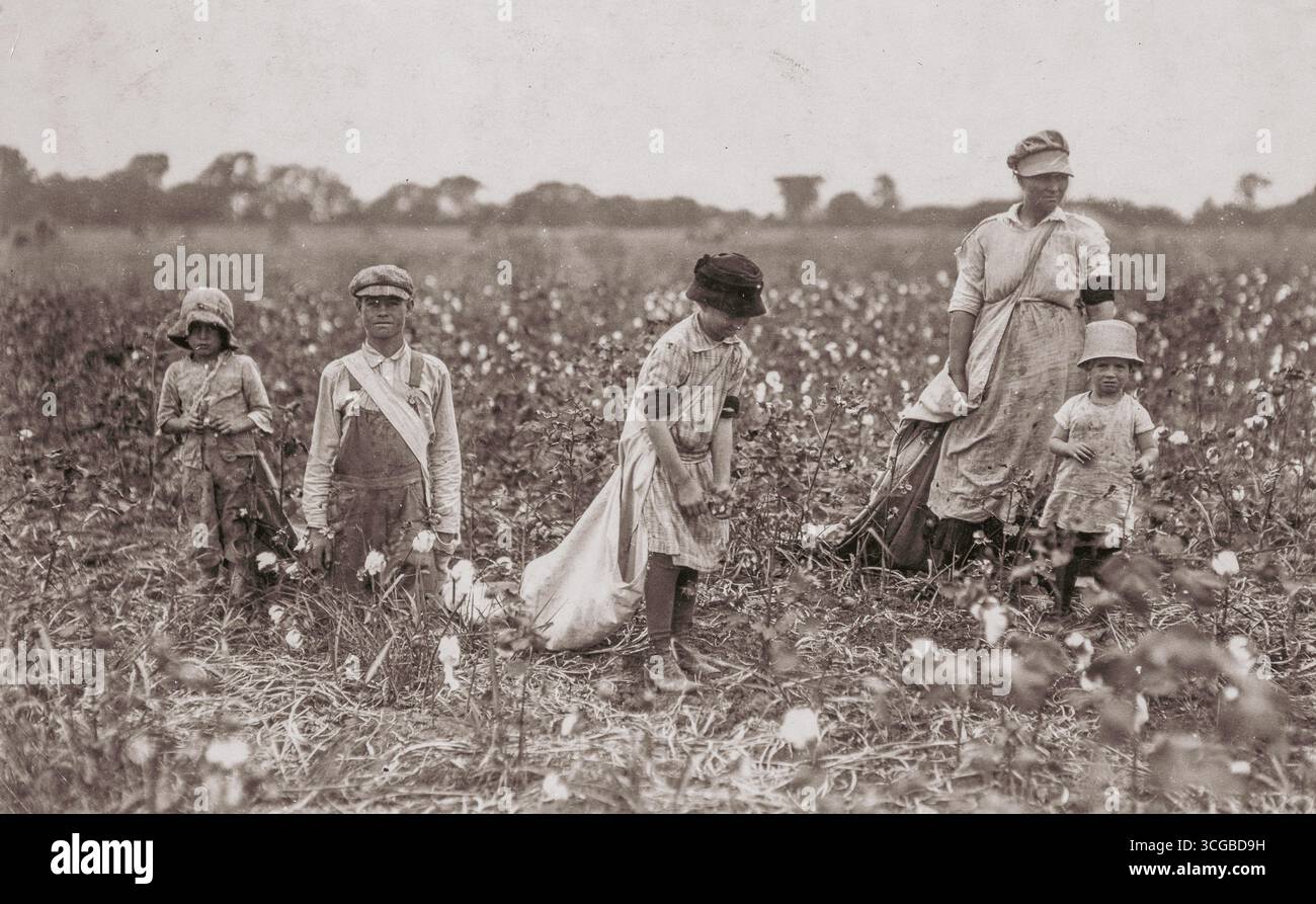 Cotton picking in Southern field Stock Photo - Alamy