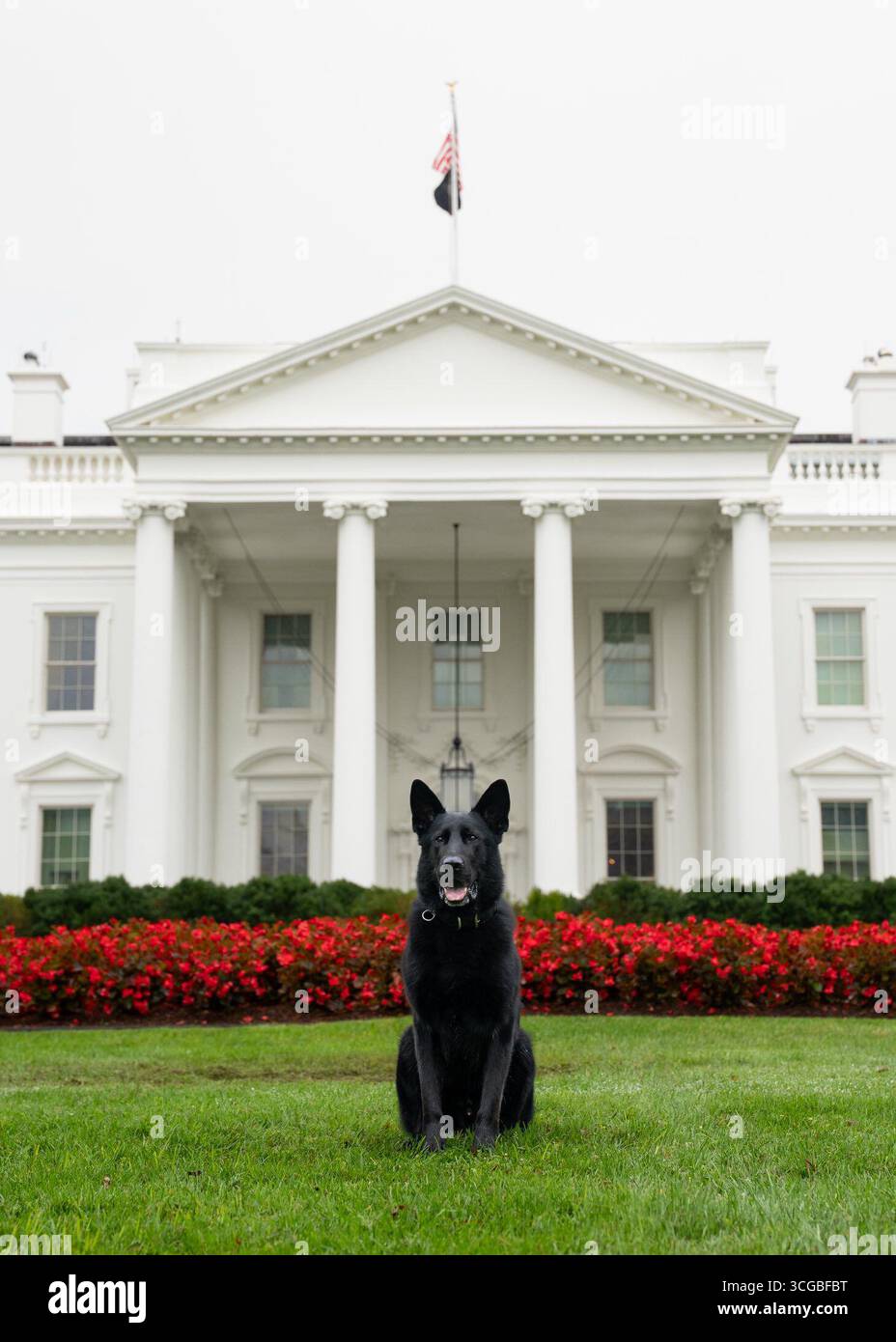 A black-coated German Shepherd United States Secret Service K-9 sits on ...