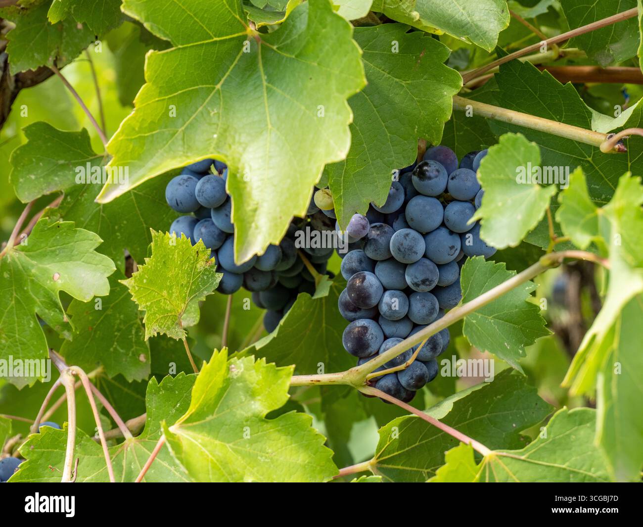 Close up vineyard worker hi-res stock photography and images - Alamy