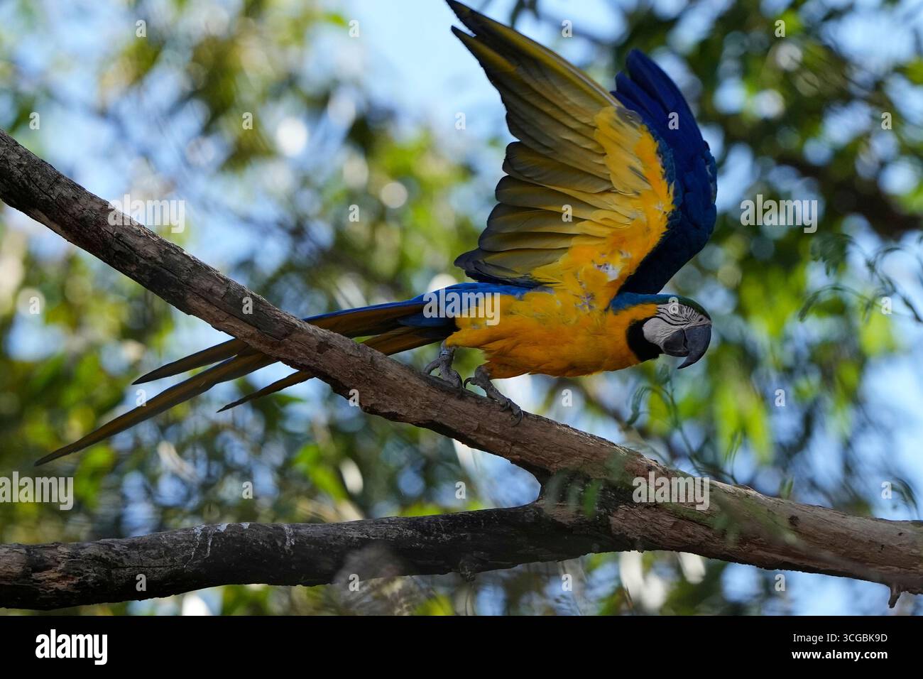 A macaw spreads its wings in the Chapada Imperial nature reserve in ...