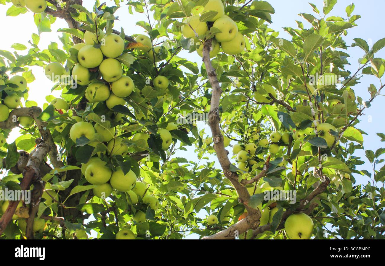 Fresh apples and fruits grown in the high-altitude orchards of Spiti ...