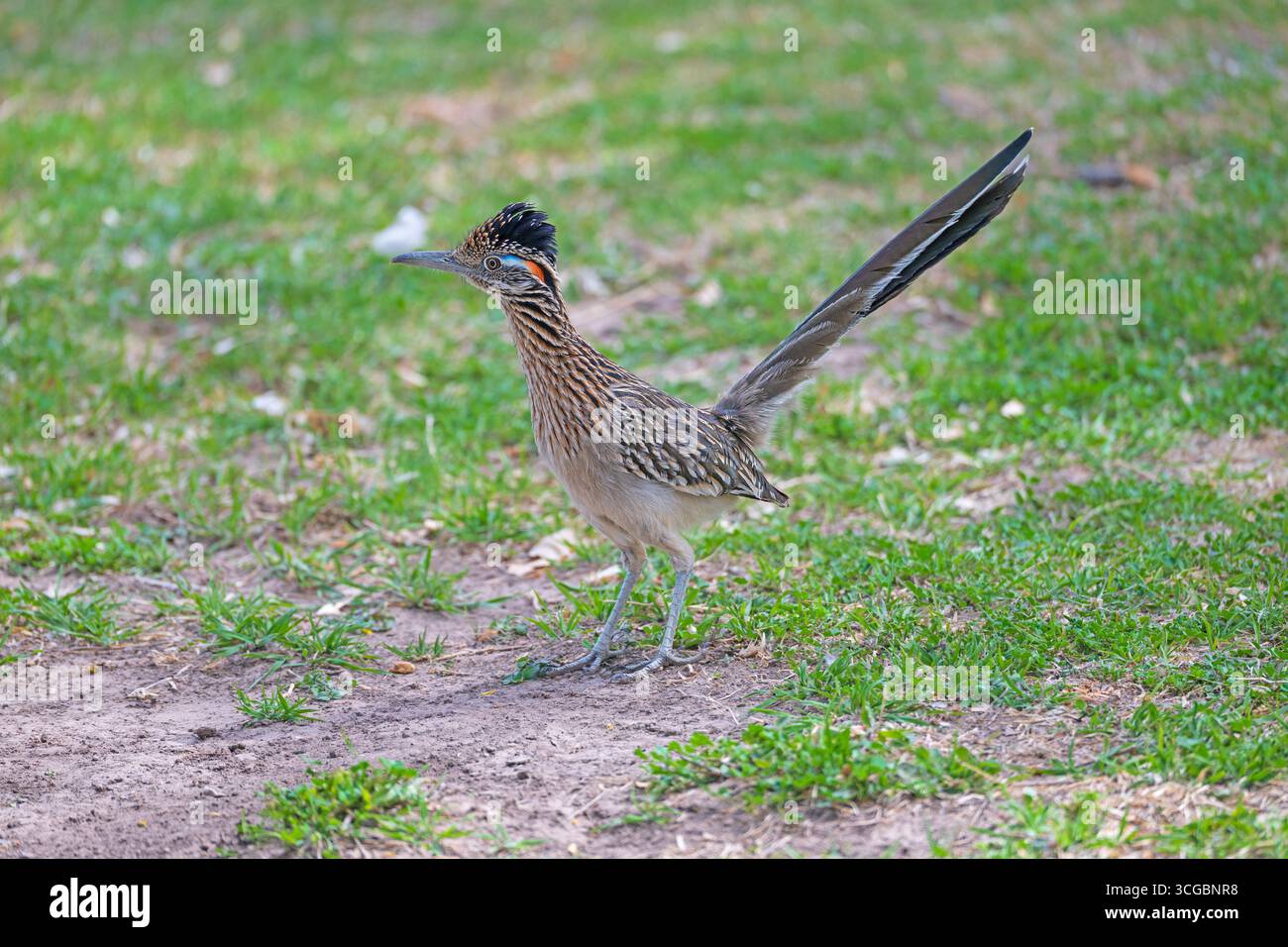 Greater Roadrunner Patrolling a Meadow in Big Bend National Park in ...
