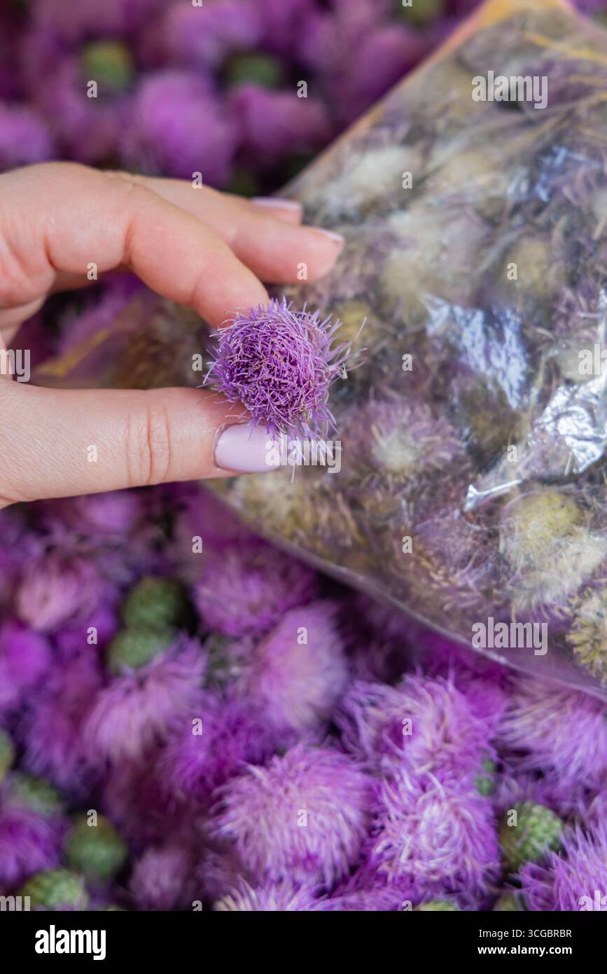 Bitola, Pelagonia, North Macedonia. Purple thistle flowers for sale at ...