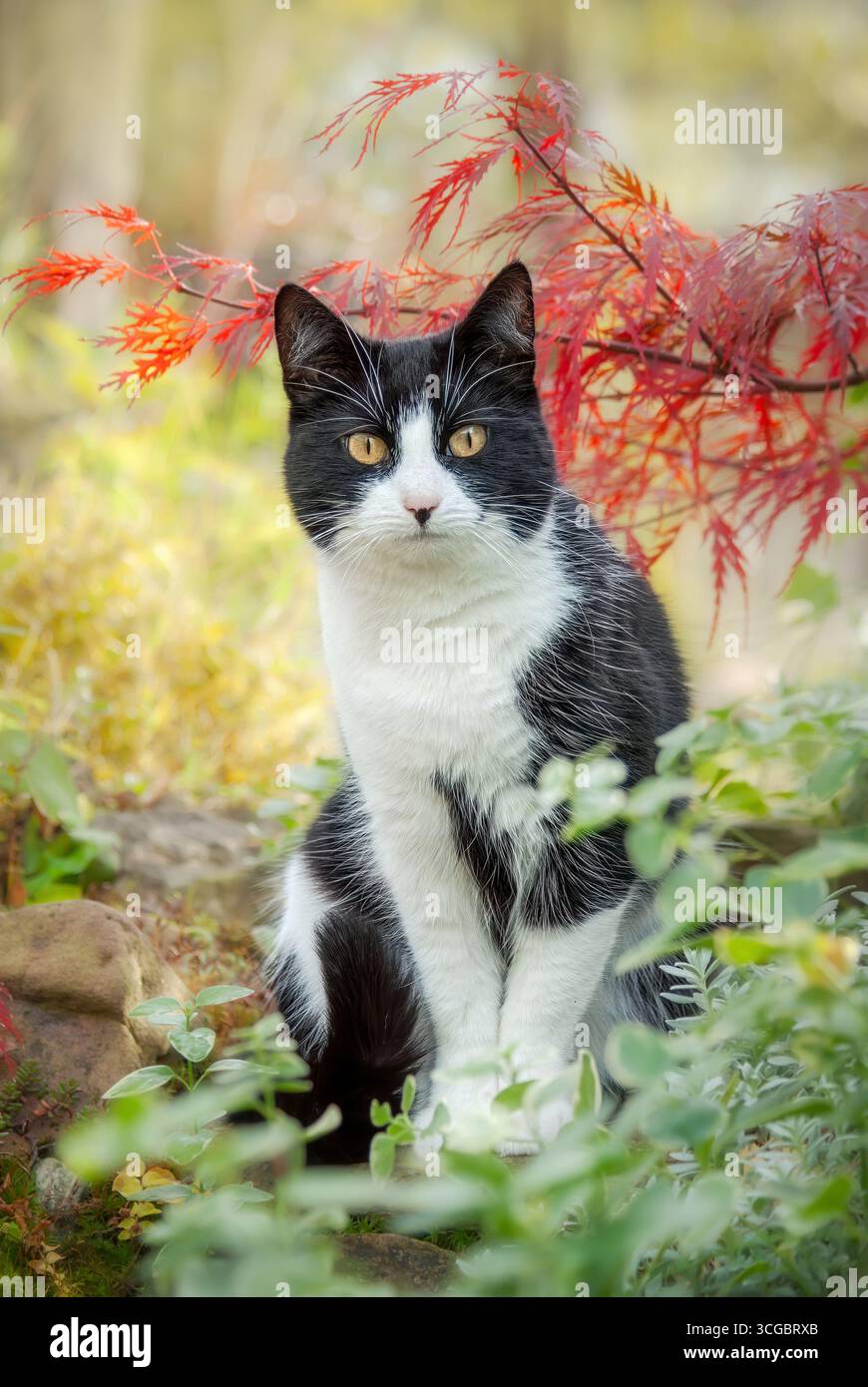 Curious tuxedo cat sitting hi-res stock photography and images - Alamy