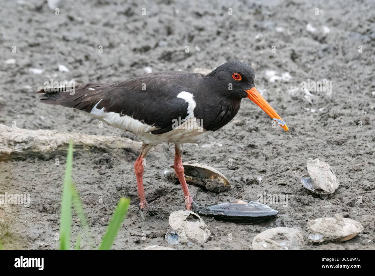 oystercatcher eating freshwater mussels adapting their feeding ...