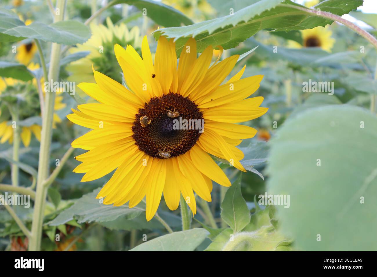 Summer in Michigan Stock Photo - Alamy
