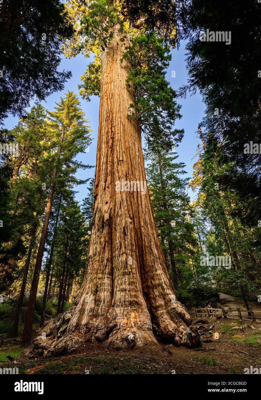 The magnificent Giant Sequoia Trees on the General Grant Grove Kings ...
