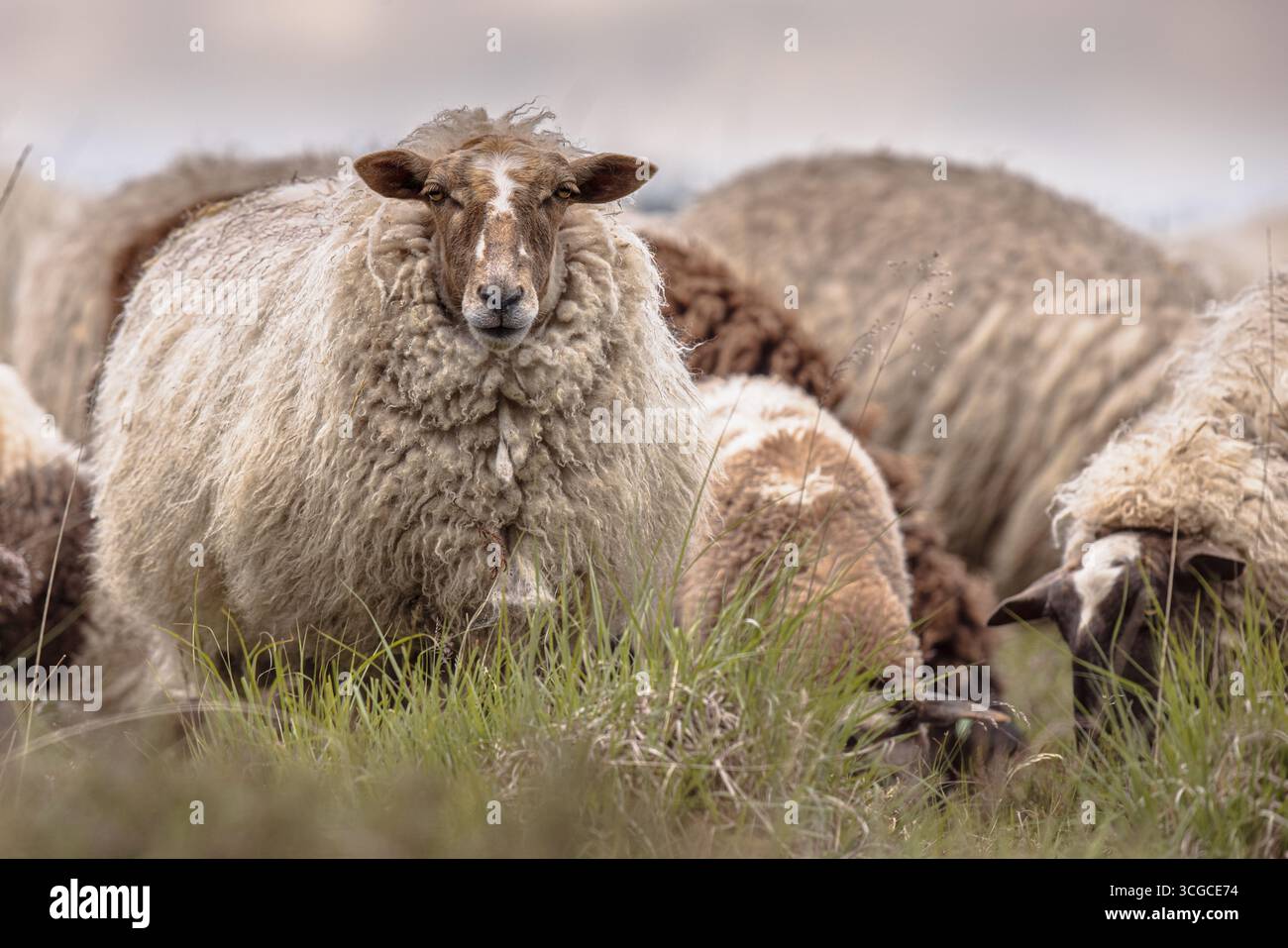 Sheep of Ancient Breed of long-tailed Sheep Portrait looking in camera ...