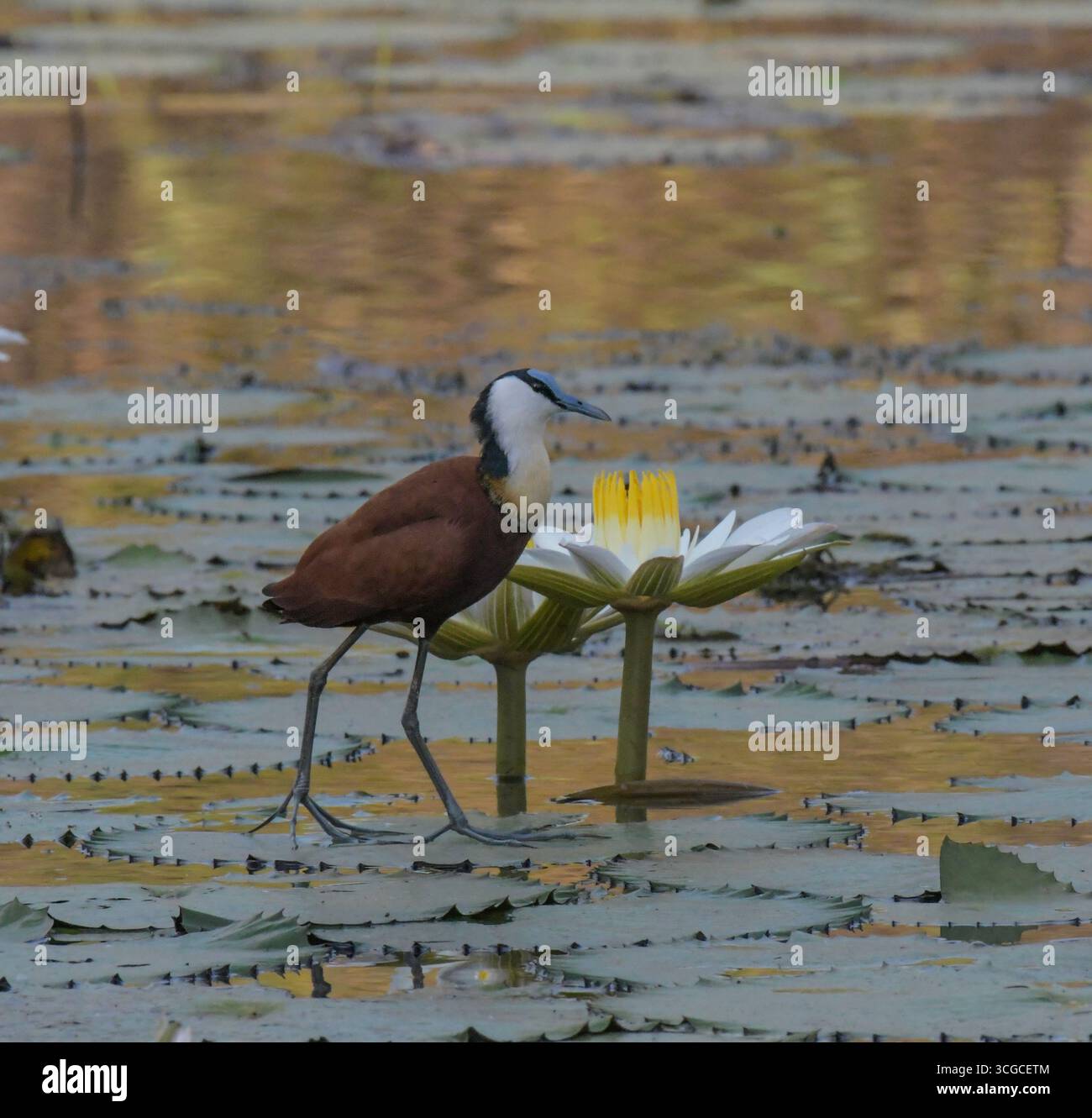 African Jacana - Actophilornis africanus is a wader bird taken in a ...