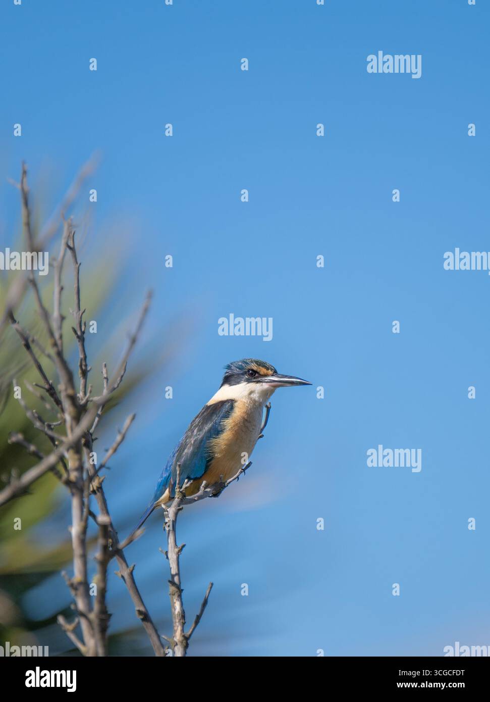 Kingfisher, kotare, bird, avian, beak, feahters, flax, wildlife, wild ...