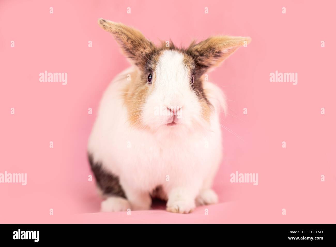Dwarf rabbits in studio on pink background Stock Photo - Alamy