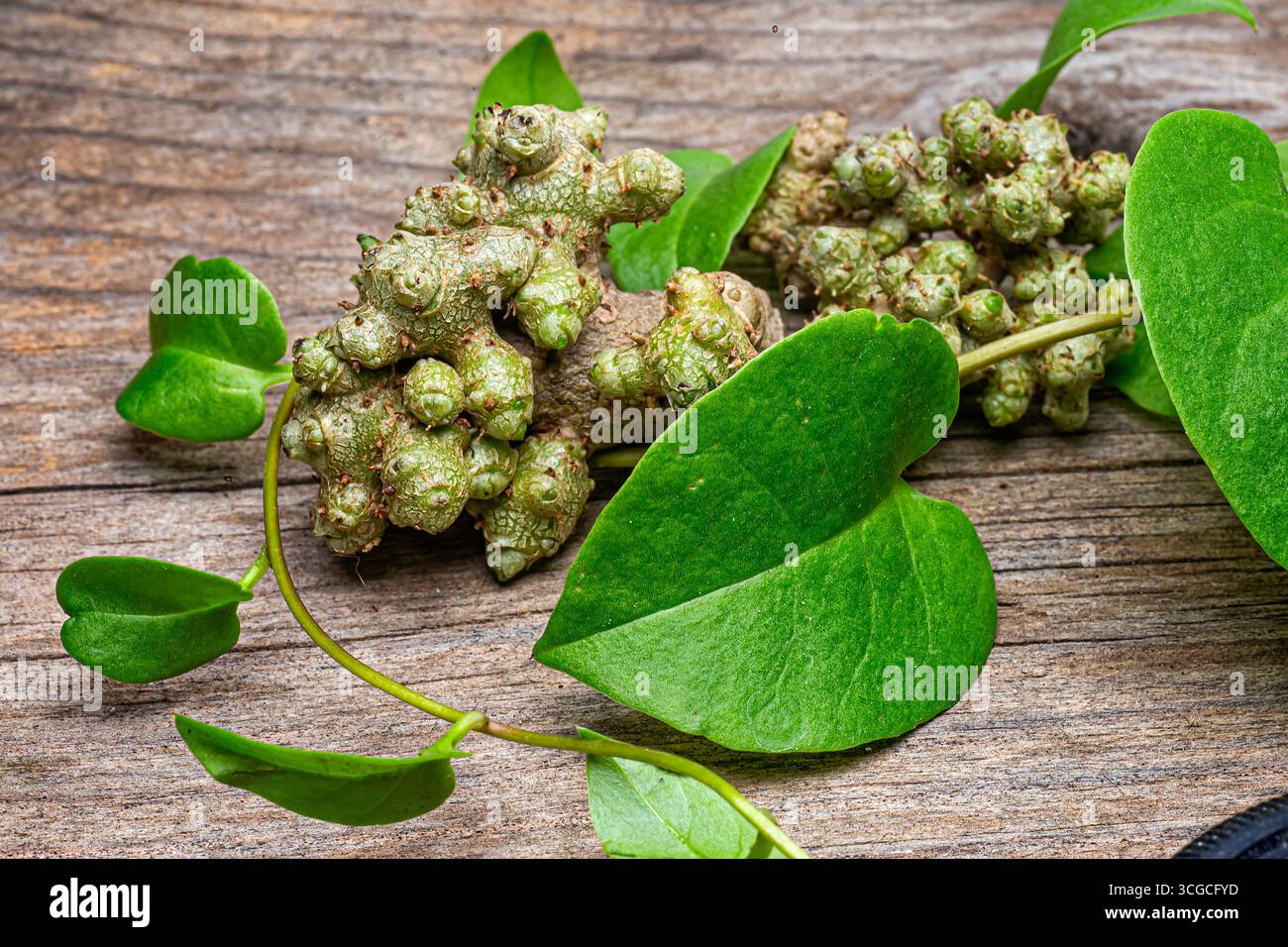Madeira vine (Anredera cordifolia), Basellaceae. Ornamental plant for ...