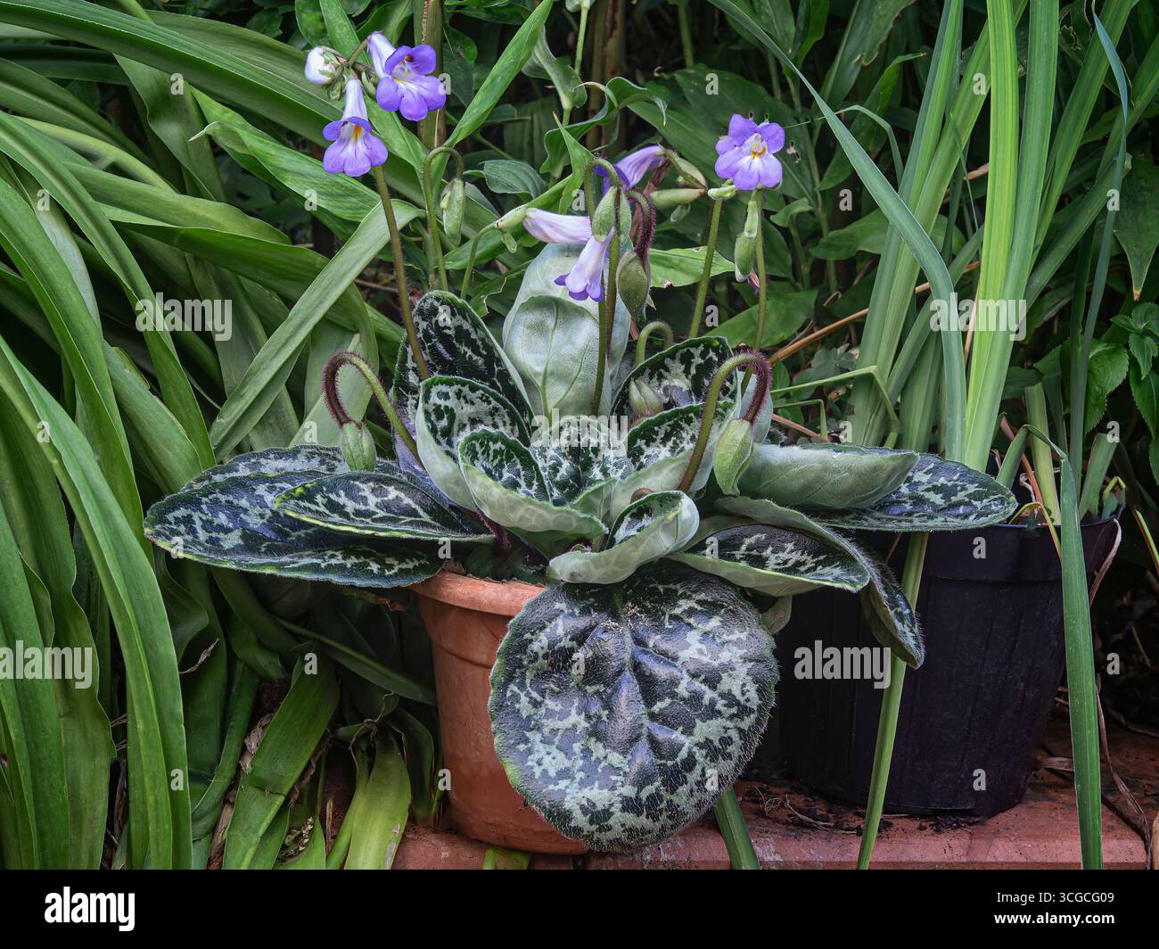 Streptocarpus Cv.Pretty Turtle (Cape primrose), Gesneriaceae. Evergreen ...