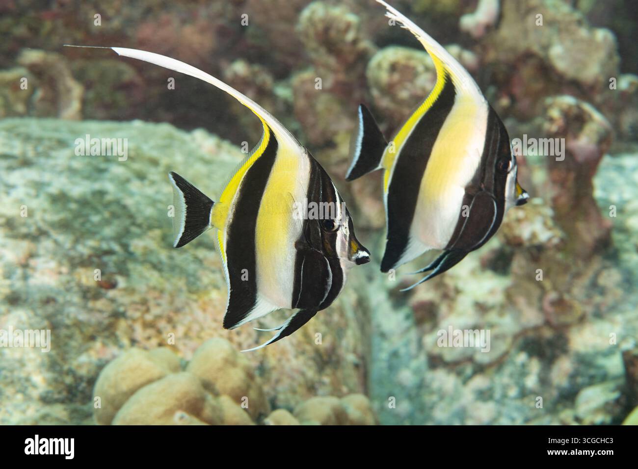 Hawaiian fish kihikihi hi-res stock photography and images - Alamy