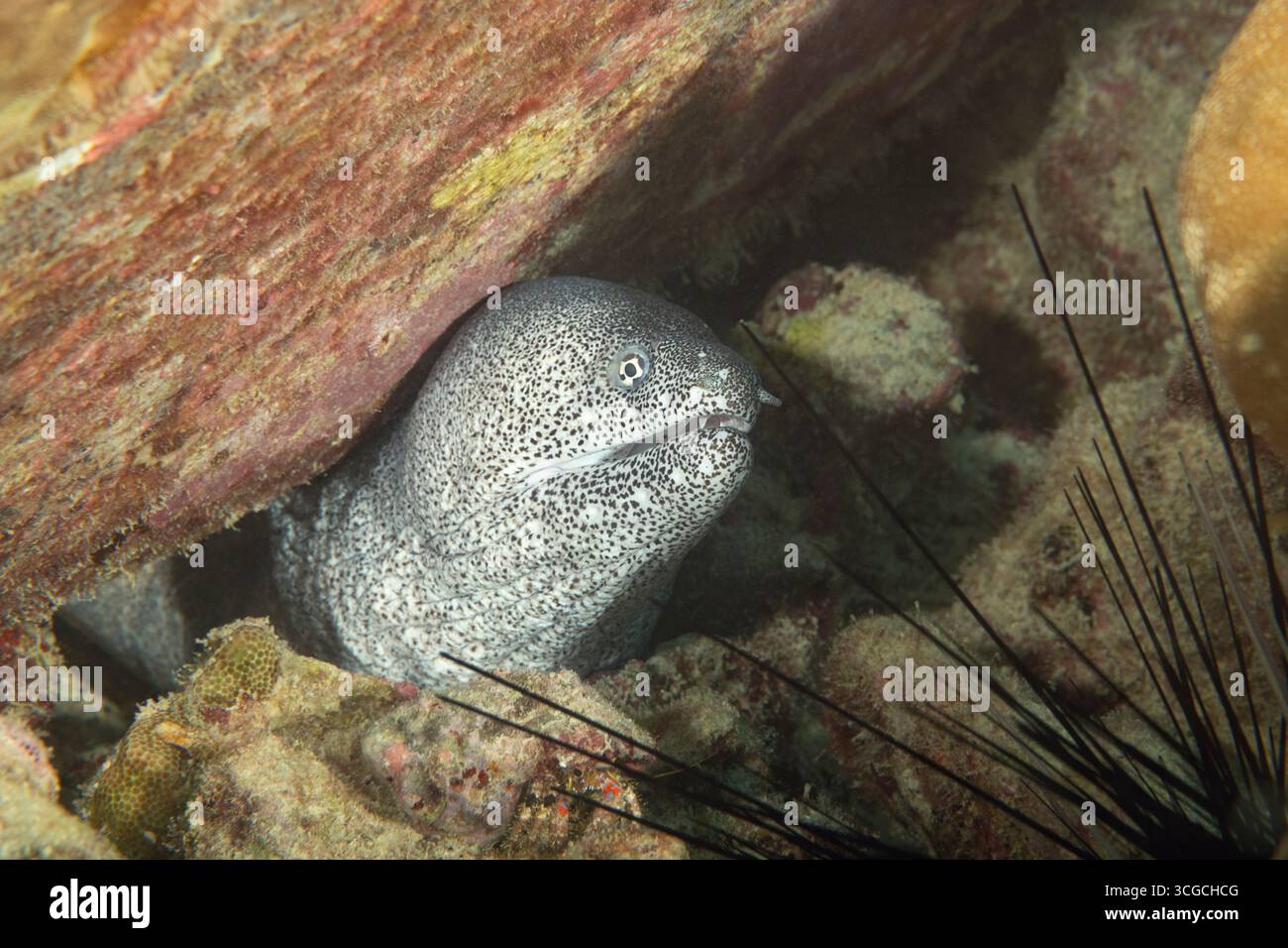 paintspotted moray, peppered moray eel, or puhi kapa’a, Gymnothorax ...