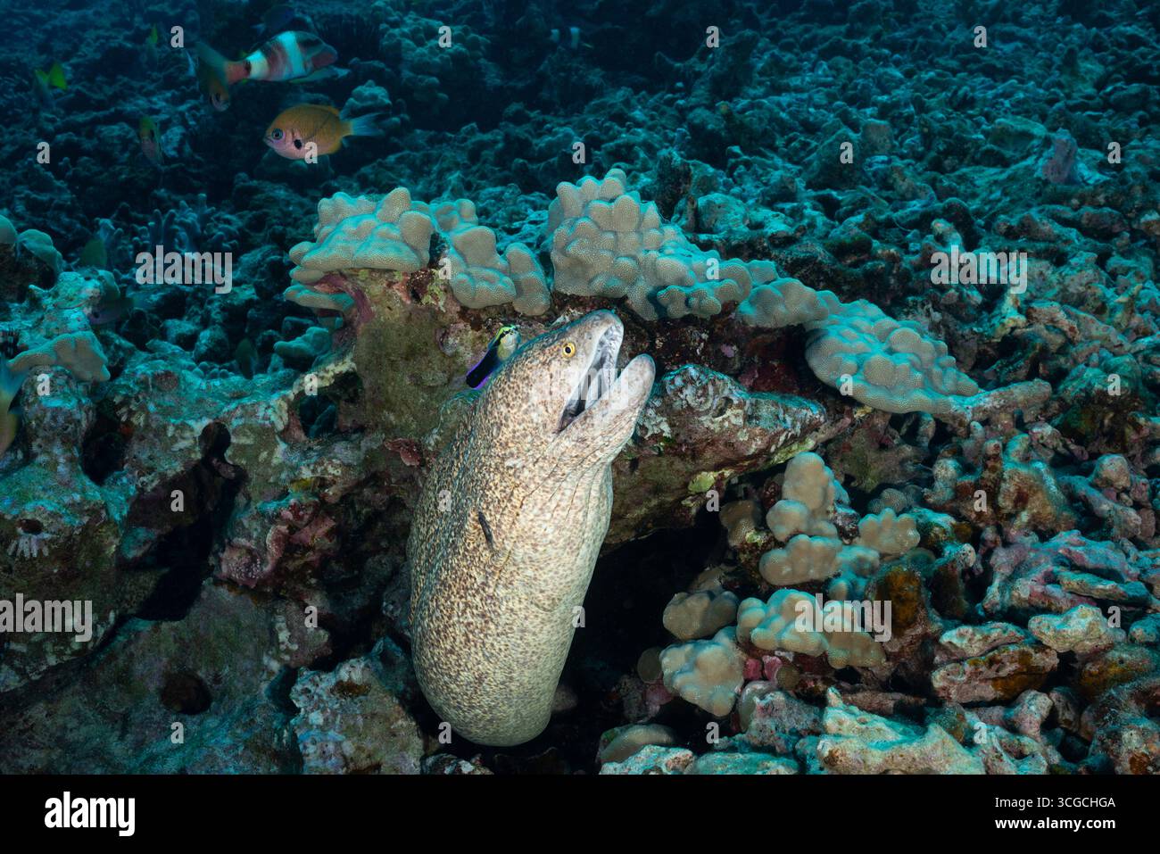 yellowmargin moray eel, Gymnothorax flavimarginatus, being cleaned of ...