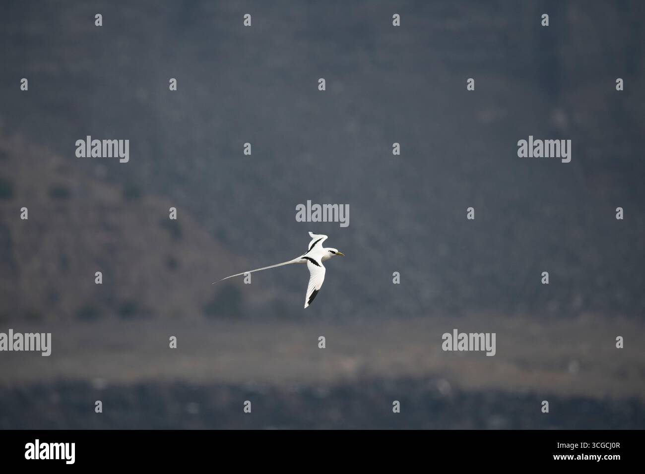white-tailed tropicbird, Phaethon lepturus, flies within Halemaumau ...