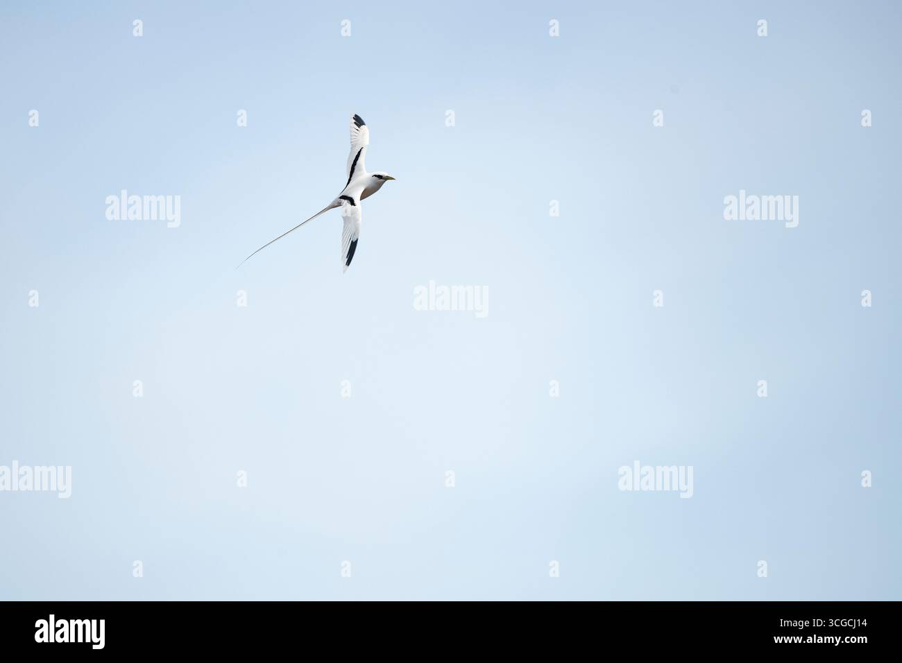 Pacific white-tailed tropicbird or koa’e kea, Phaethon lepturus ...