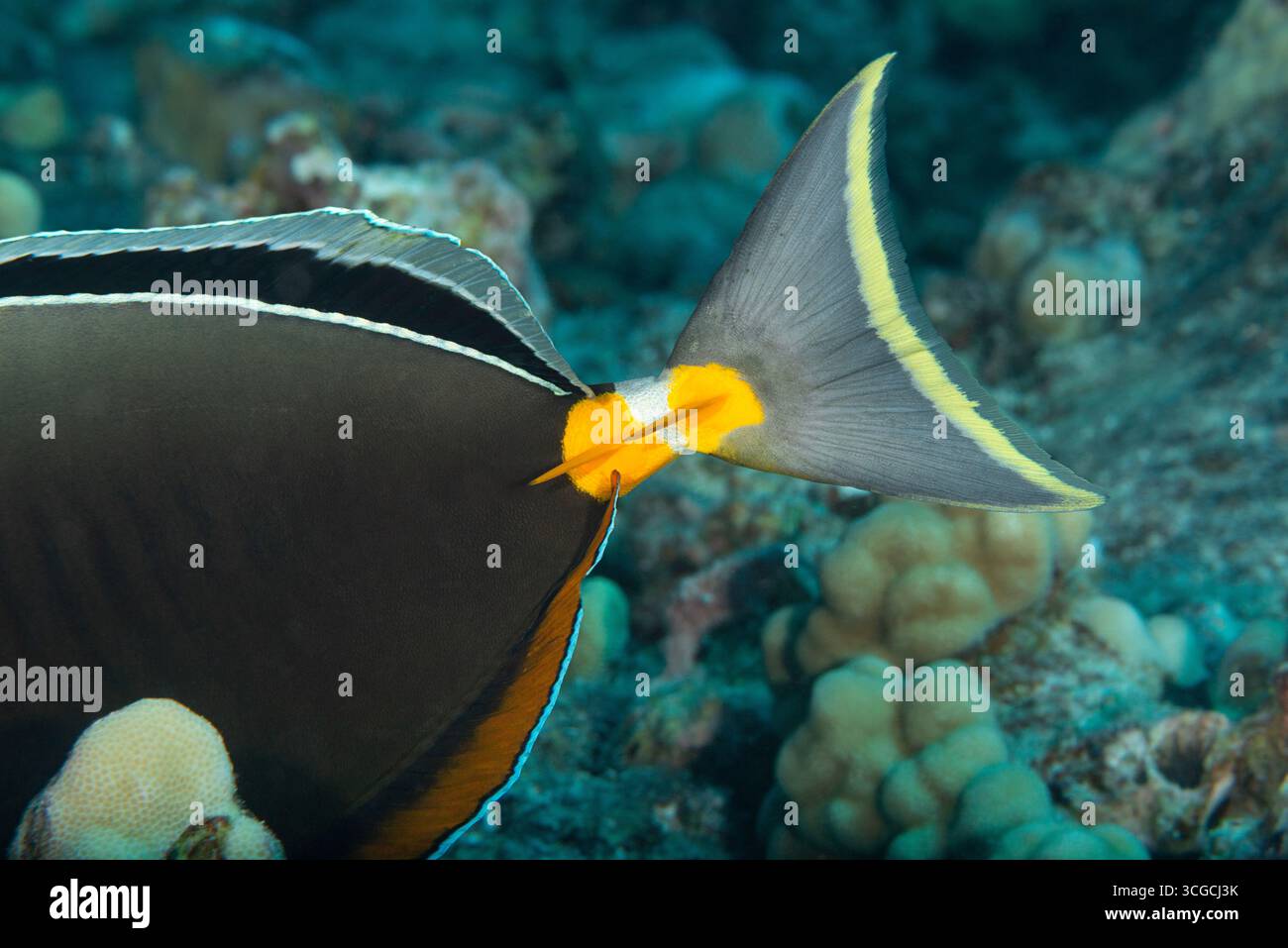 orangespine unicornfish, Naso literatus, showing defensive spine on ...