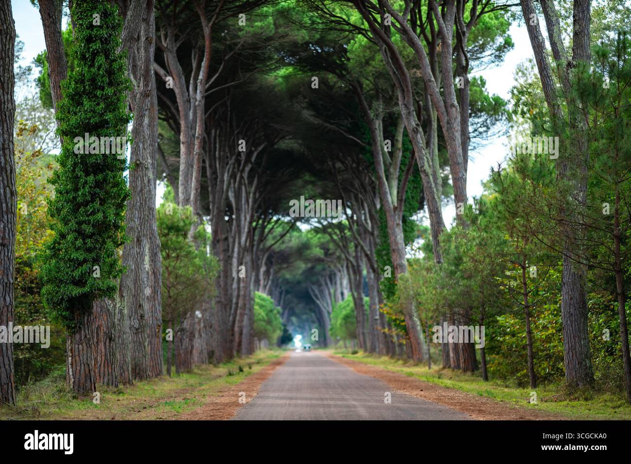 Path lined with cypress trees hi-res stock photography and images - Alamy